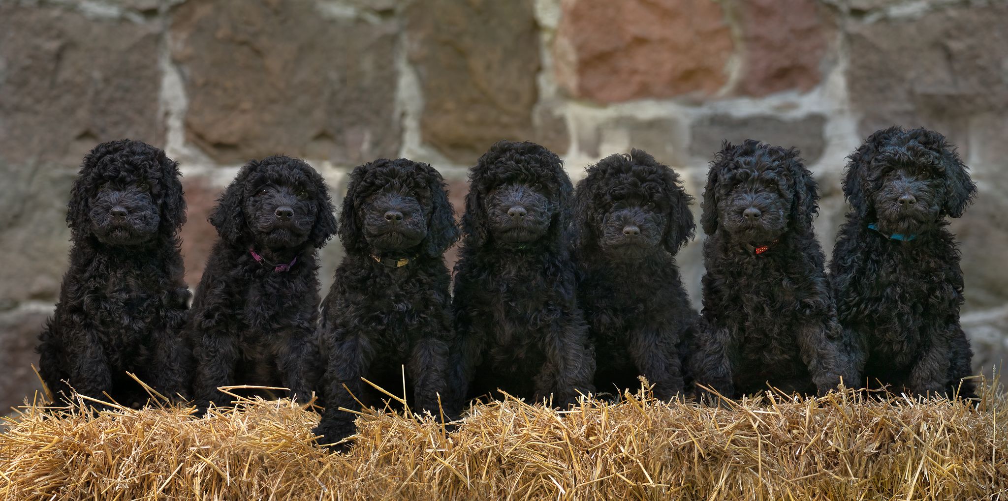 Litter Plans – Noblespirit Barbets