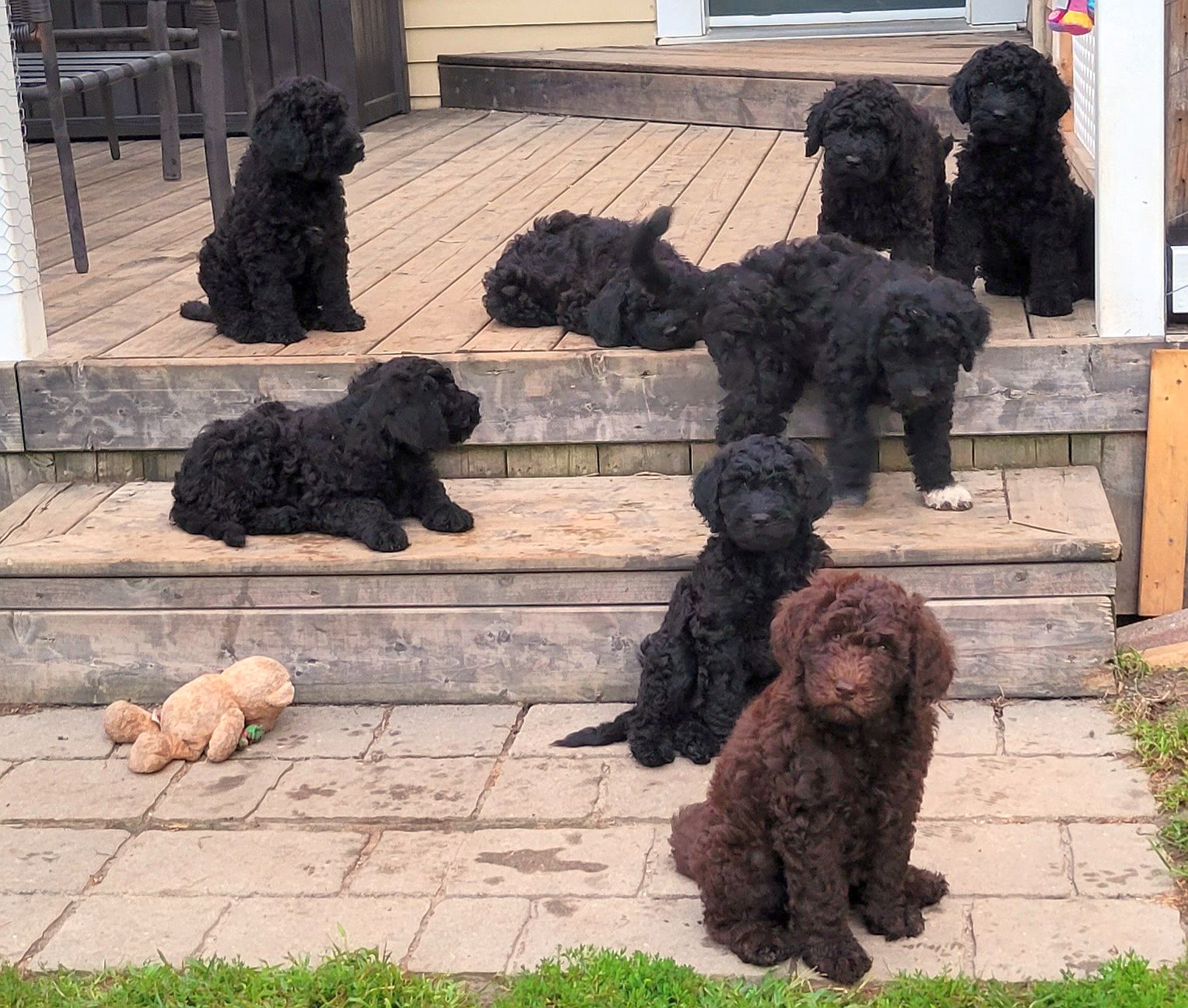 Is The Barbet Really A Perfect Fit For You? – Noblespirit Barbets