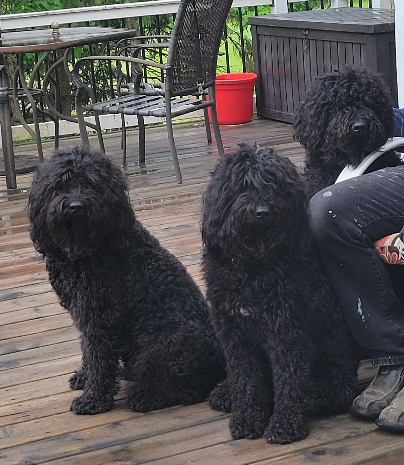 Is The Barbet Really A Perfect Fit For You? – Noblespirit Barbets